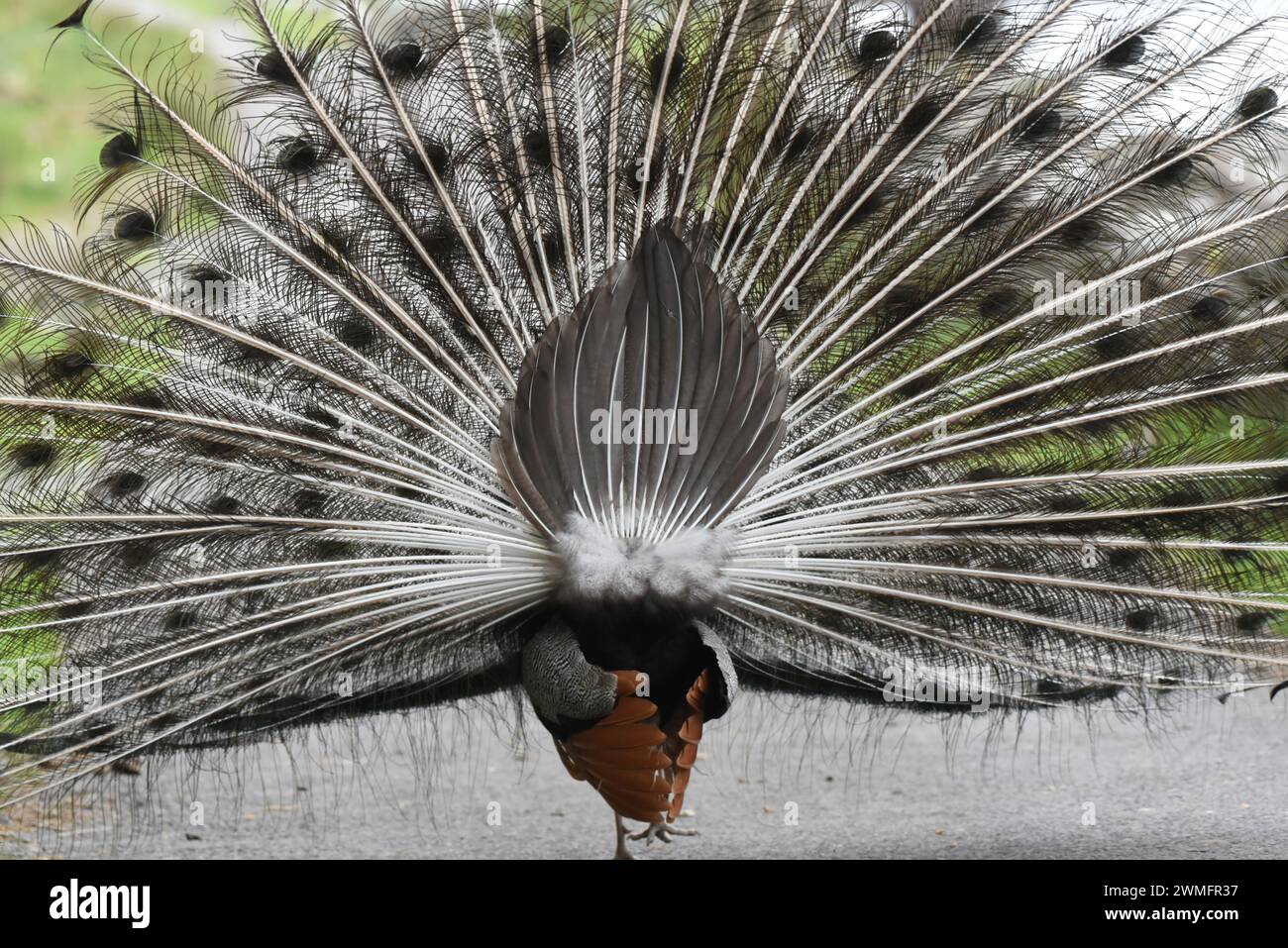 Indian male peafowl showing feather hi-res stock photography and images ...