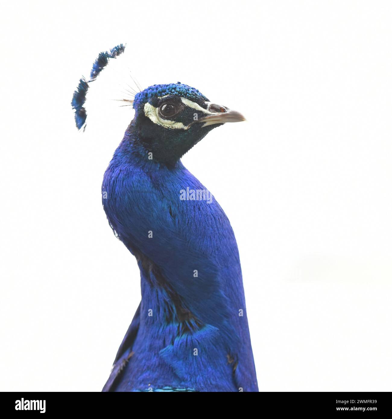 Indian male peafowl showing feather hi-res stock photography and images ...