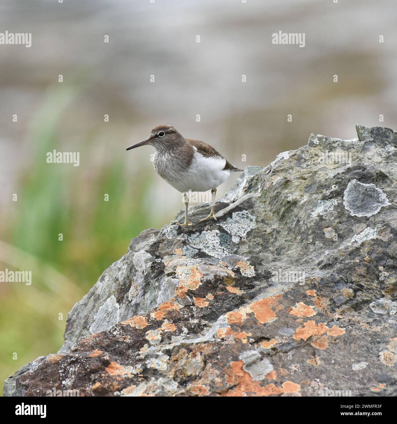 Common sandpiper springtime hi-res stock photography and images - Alamy