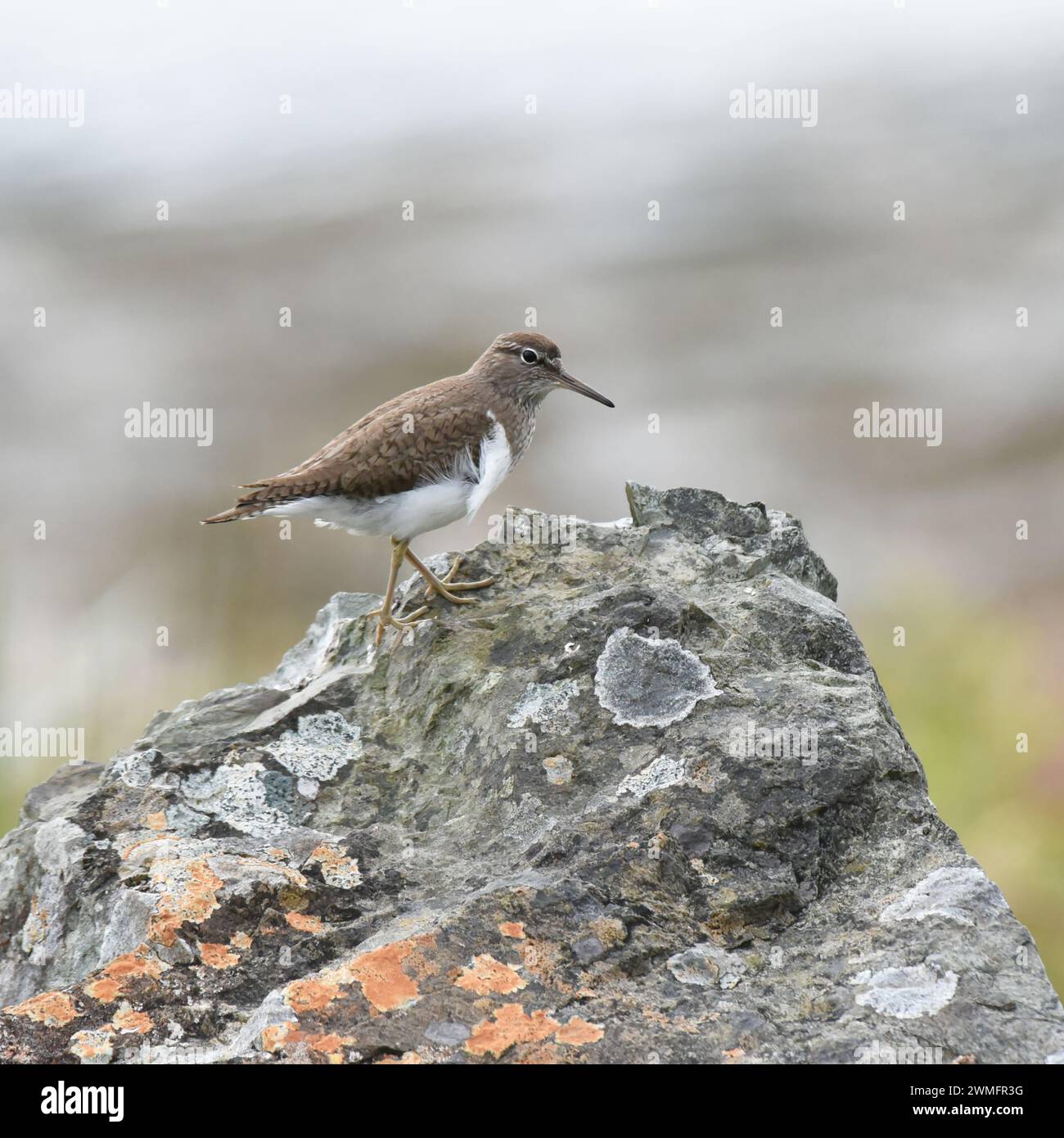 Common sandpiper springtime hi-res stock photography and images - Alamy