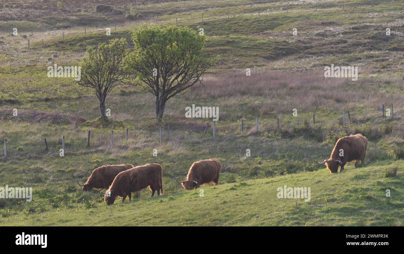 Highland cattle grazing in a field, Mull, Scotland Stock Photo - Alamy