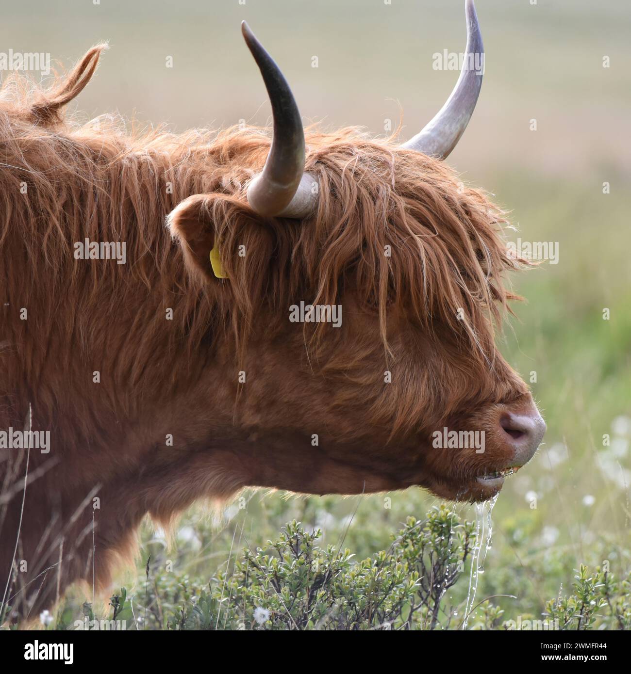 The Highland cow's distinctive long hair keeps them warm in winter ...