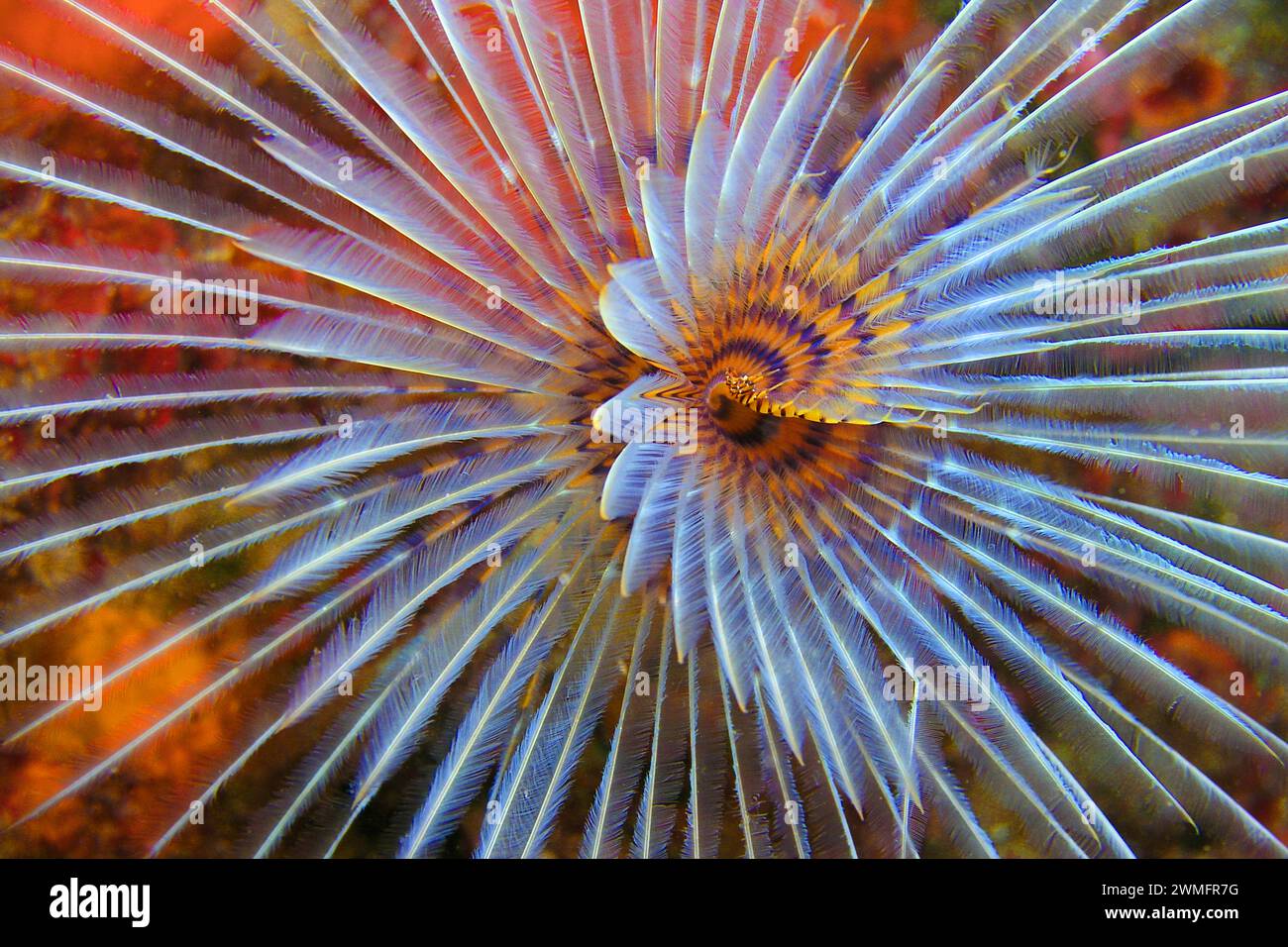 Tubeworm, Fan Worm, Spirographis, Spirographis Spallanzani, Feather ...