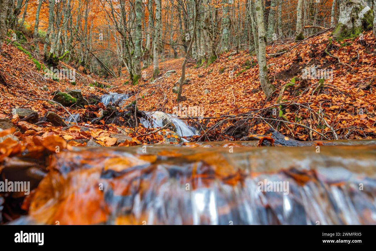 Stream Beech Forest, Hayedo de la Pedrosa Natural Protected Area, Beech ...