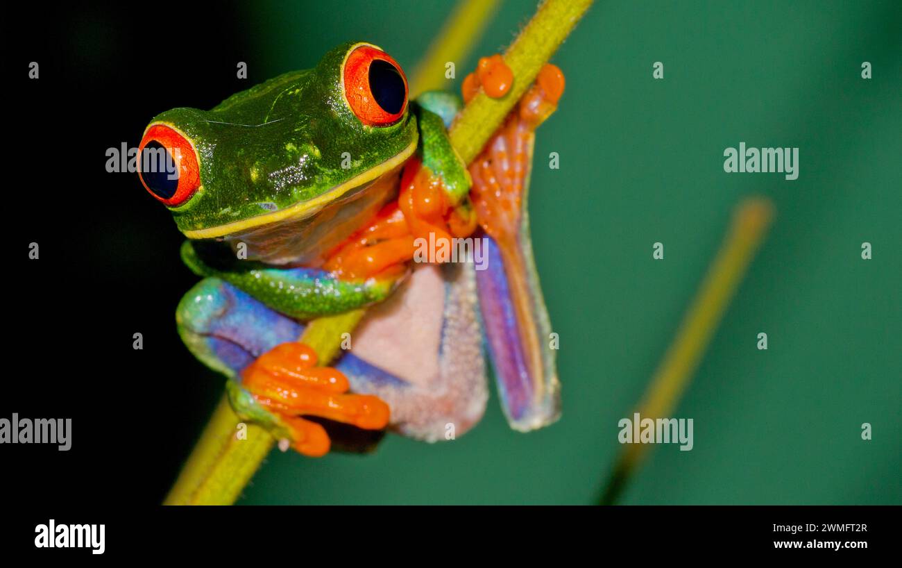 Red-eyed Tree Frog, Agalychnis callidryas, Tropical Rainforest ...