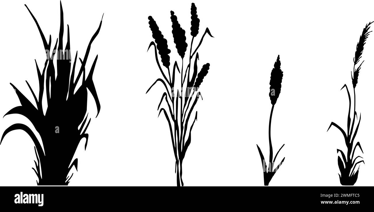 Black grass graphic silhouette.Image of a monochrome reed,grass or ...