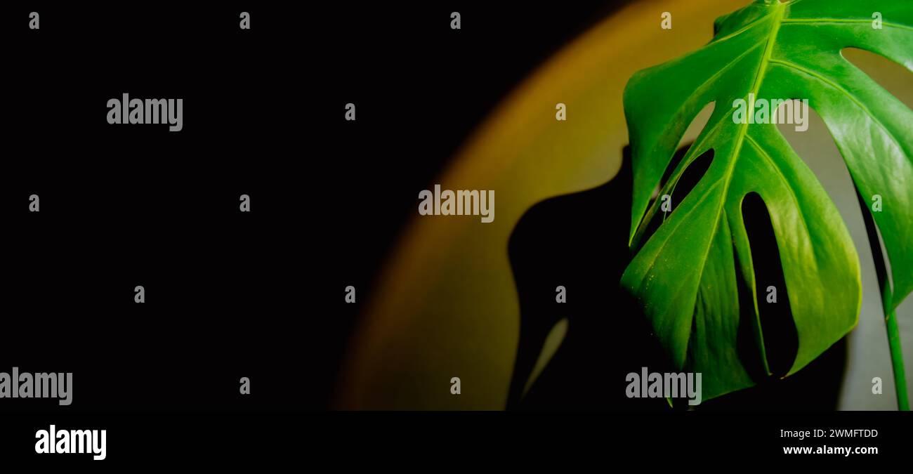 Monstera silhouette leaf in dark background and light from sunset ...