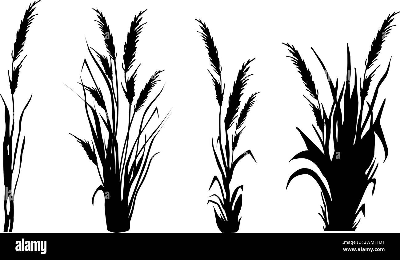 Black grass graphic silhouette.Image of a monochrome reed,grass or ...