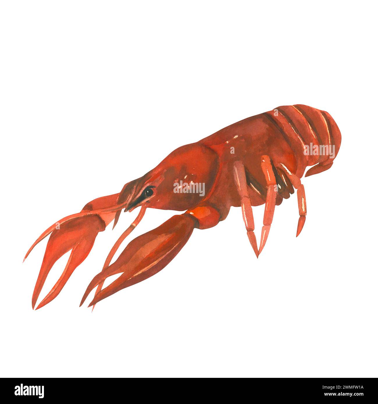 Watercolor illustration of boiled crayfish, made by hand, isolated on a ...