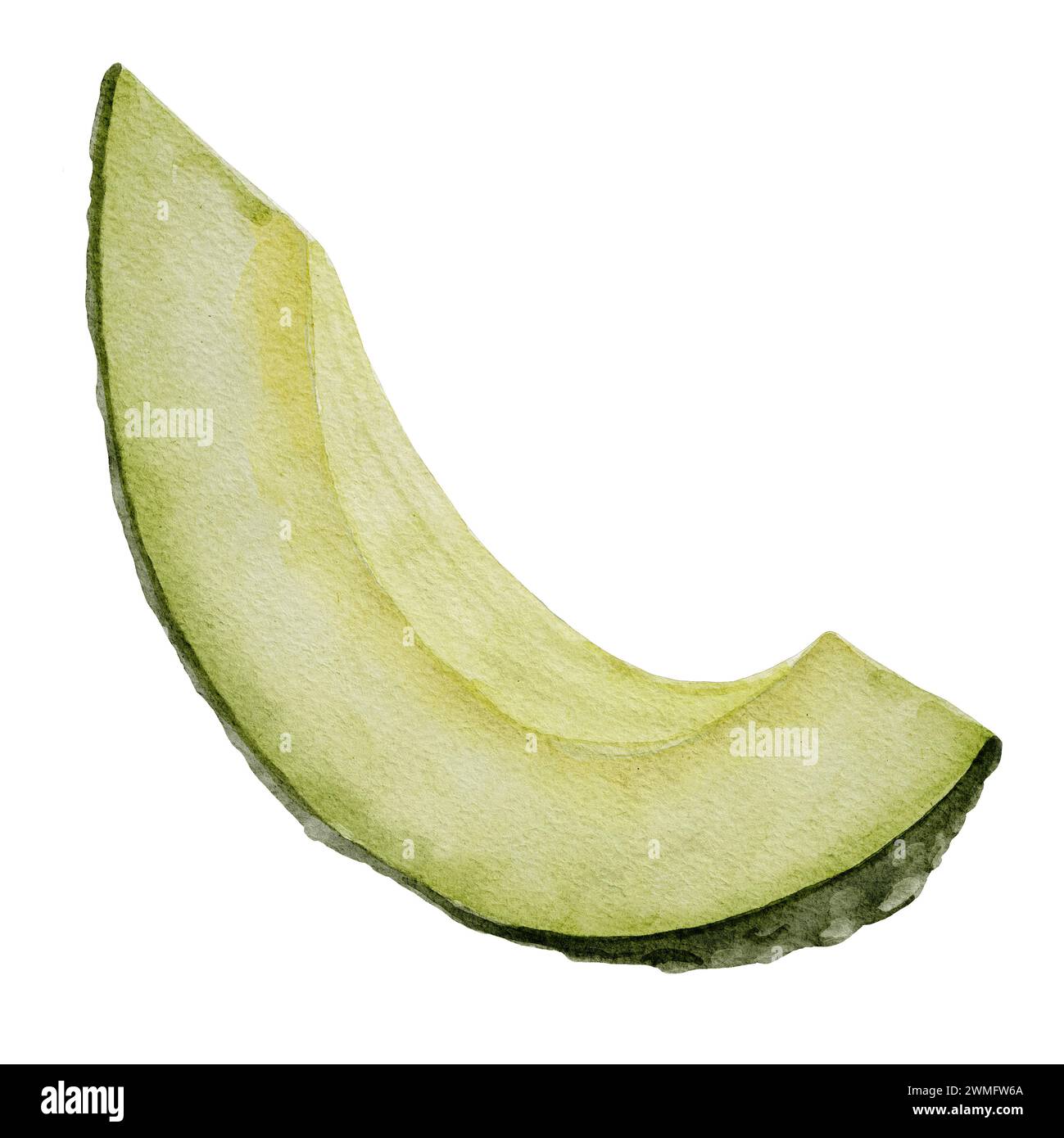 Avocado Slice Watercolor illustration. Hand drawn clip art on isolated ...