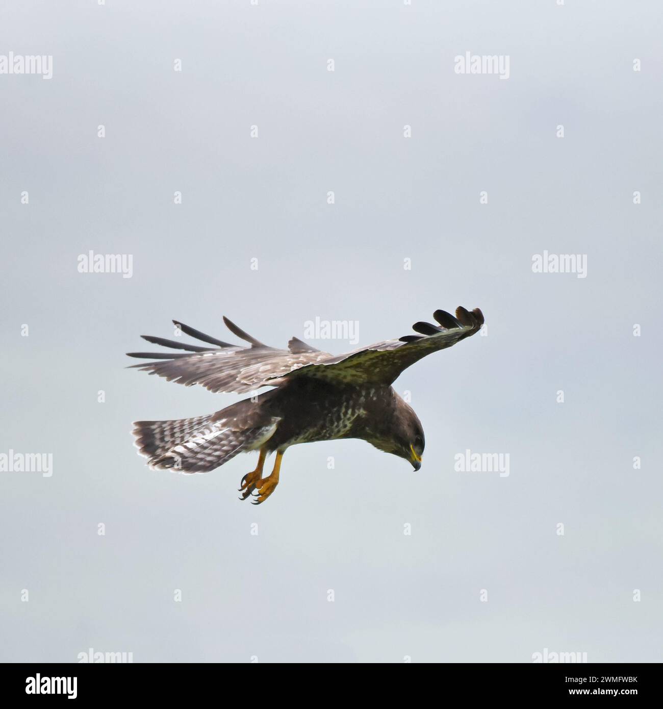 Hovering in the air hi-res stock photography and images - Alamy