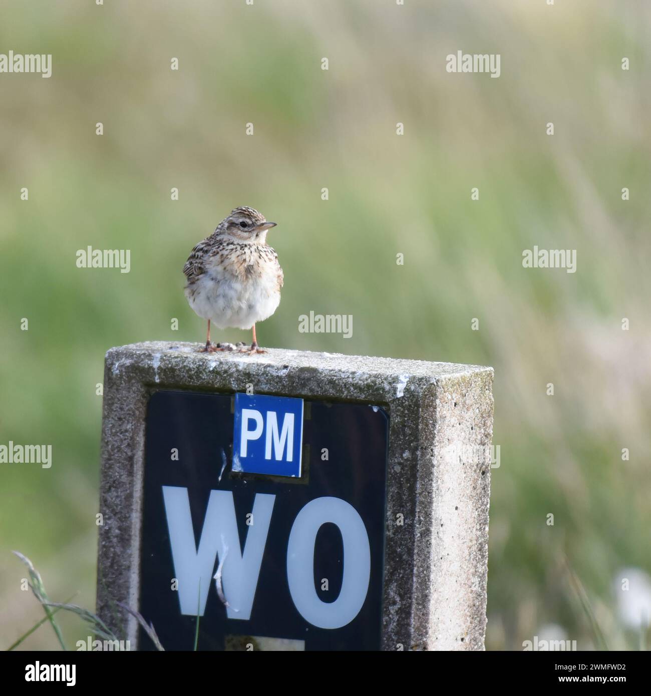 Skylark bird hi-res stock photography and images - Alamy