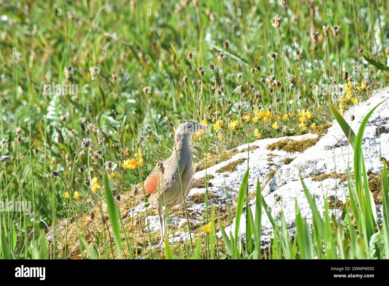 Corncrake crex crex in grass hi-res stock photography and images - Alamy