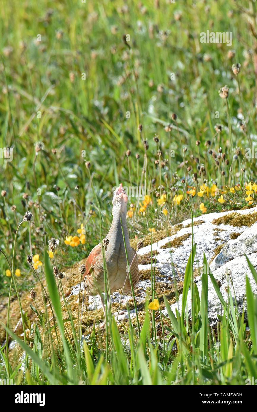 Call colours hi-res stock photography and images - Alamy