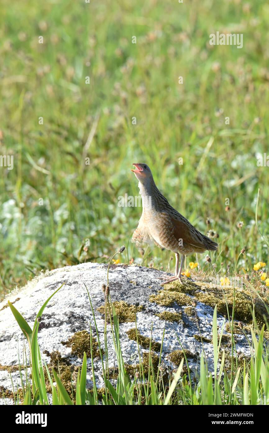 Non endangered species hi-res stock photography and images - Alamy