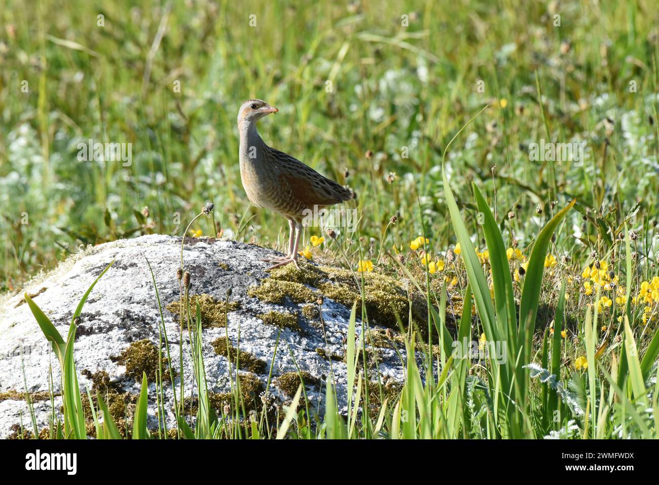 The Corn crake, corncrake or landrail (Crex crex Stock Photo - Alamy