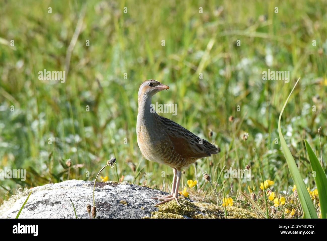 The Corn crake, corncrake or landrail (Crex crex Stock Photo - Alamy