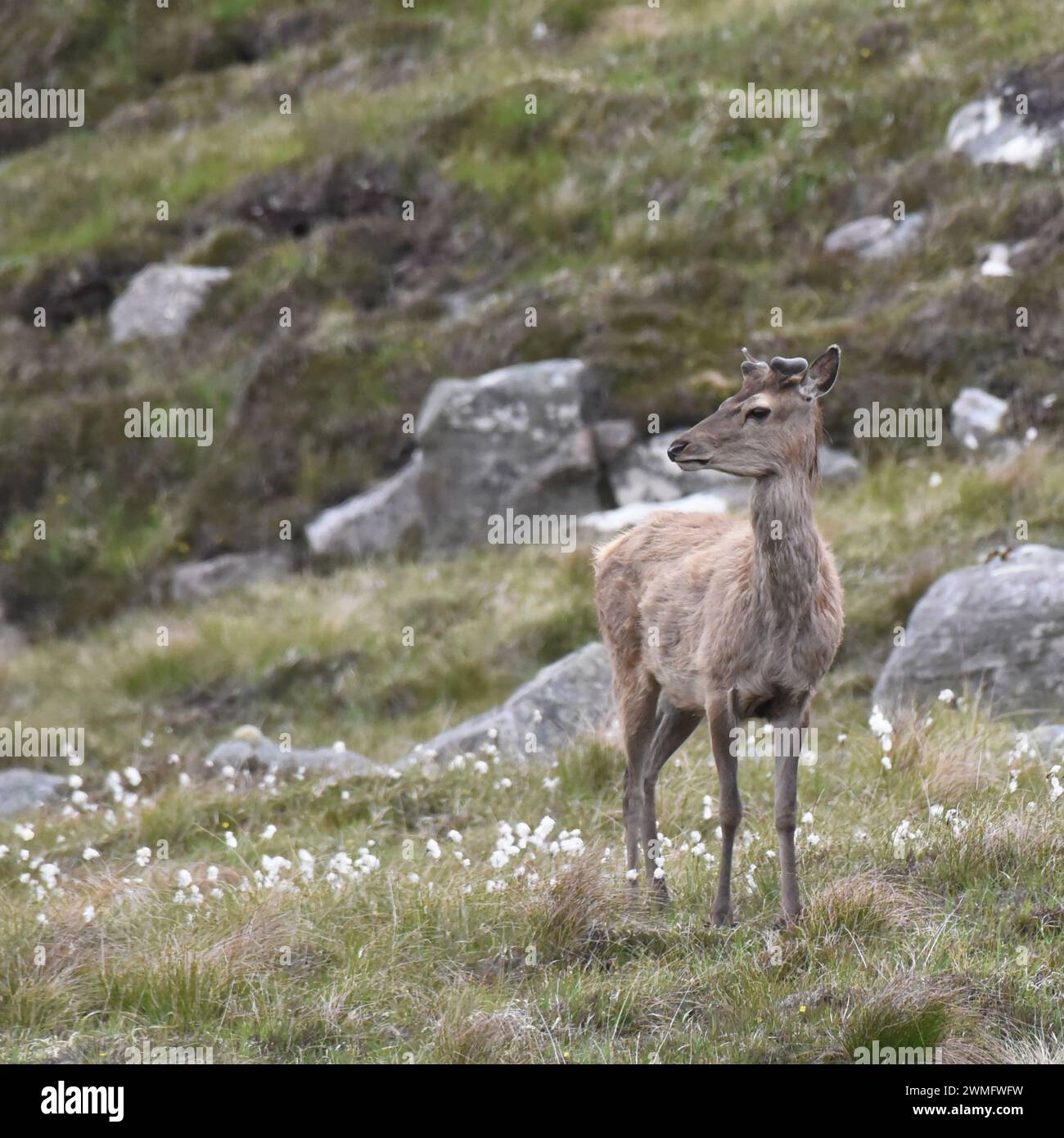 Scottish deer in landscape hi-res stock photography and images - Alamy