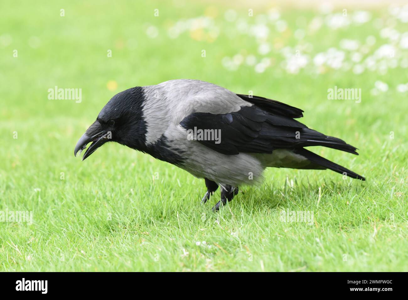 Hooded crow scotland hi-res stock photography and images - Alamy
