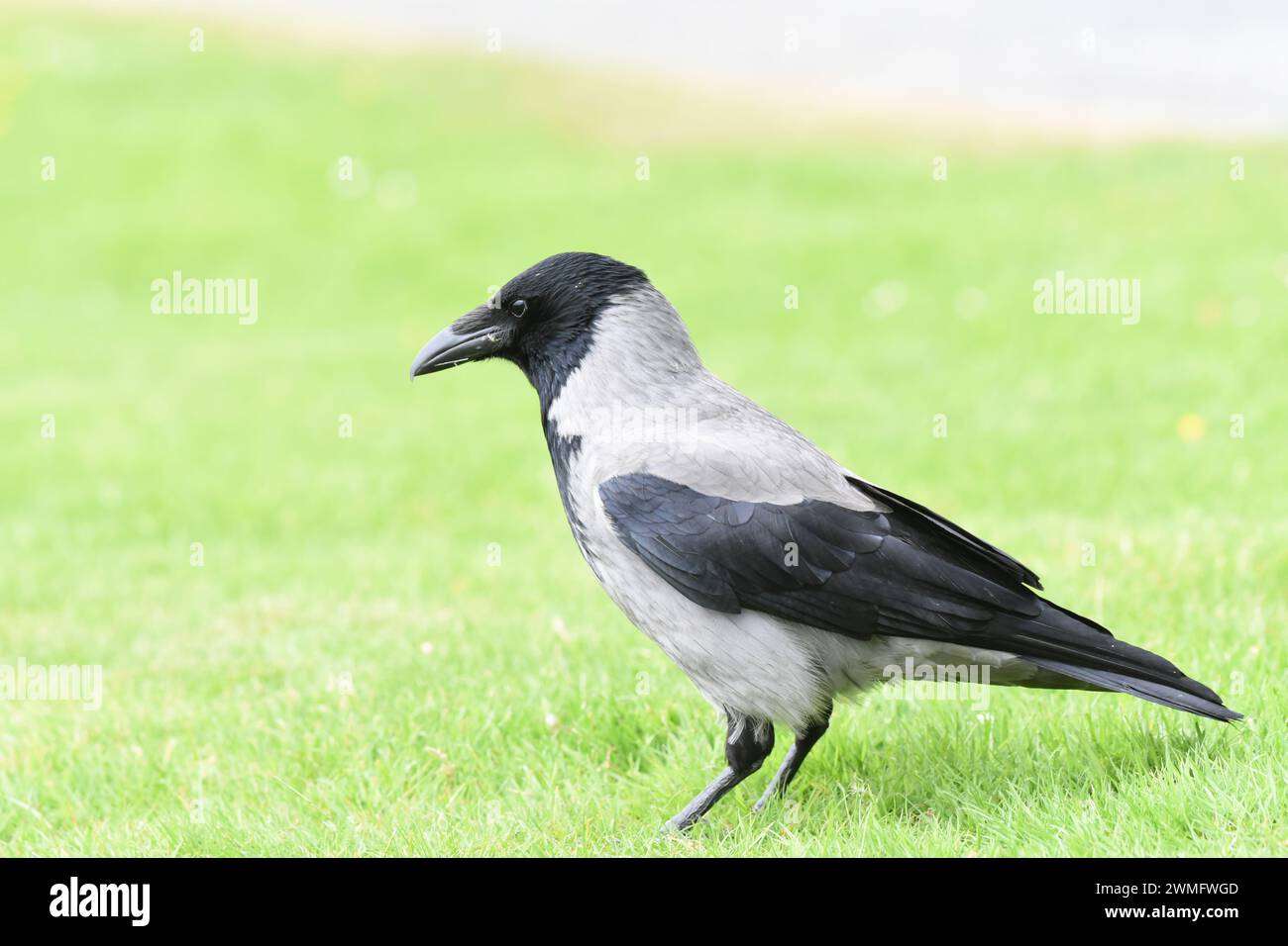 The Hooded crow (Corvus cornix) is a distinctive crow with an ashy gray ...