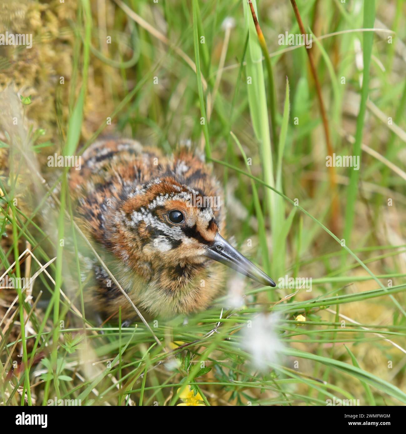 Common snipe chick hi-res stock photography and images - Alamy