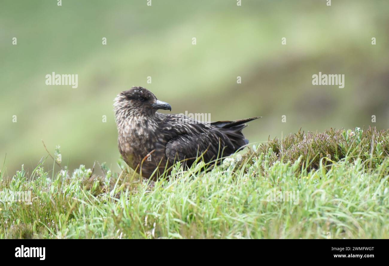 Skua in its environment hi-res stock photography and images - Alamy