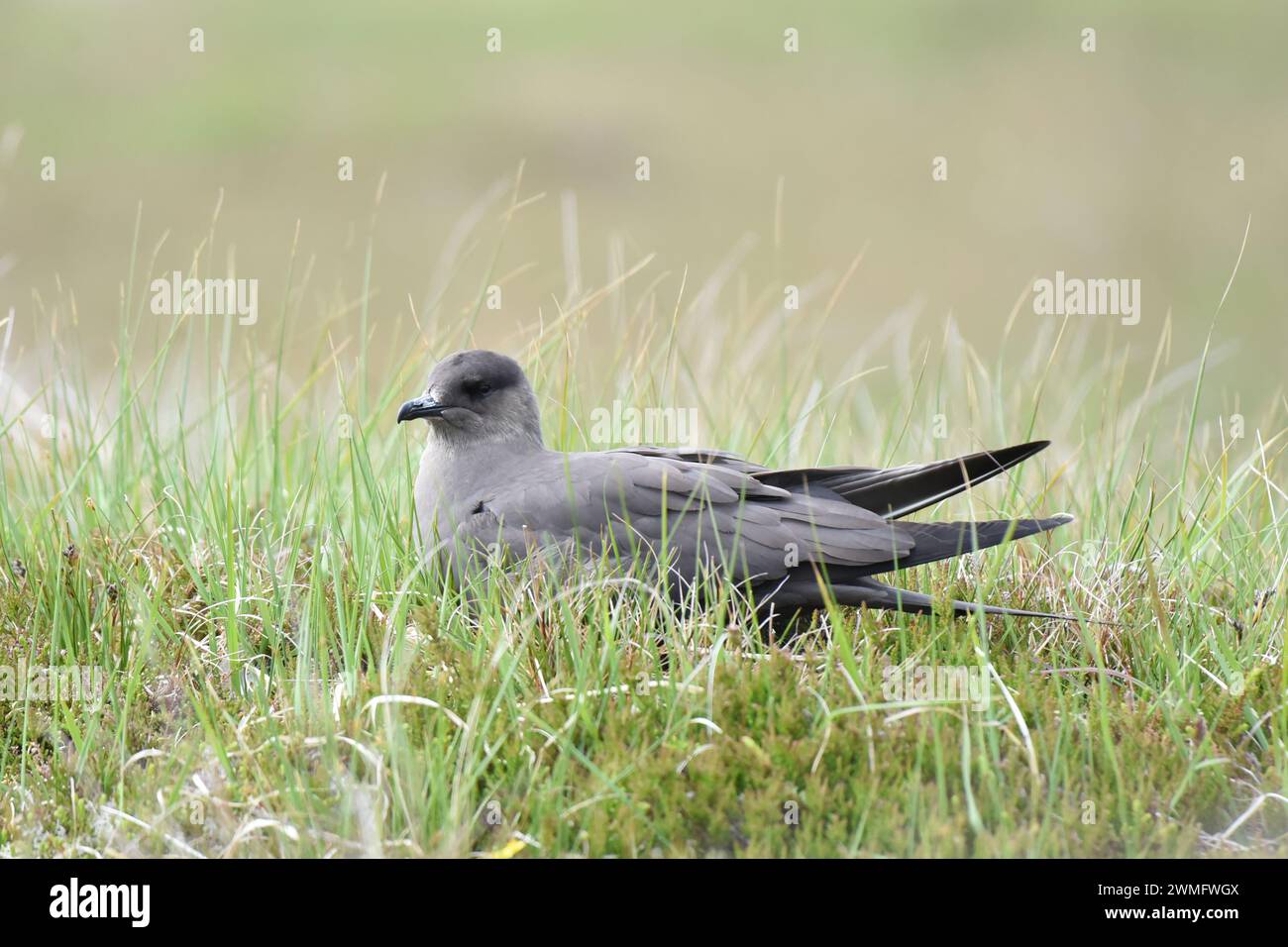 The Parasitic jaeger (North America) is the same bird that Europeans ...
