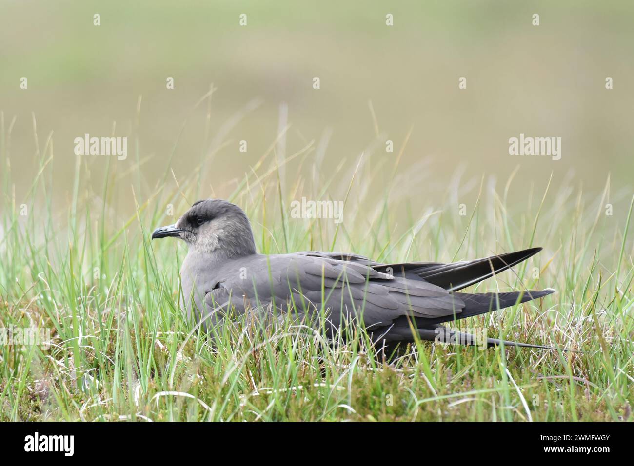 The Parasitic jaeger (North America) is the same bird that Europeans ...