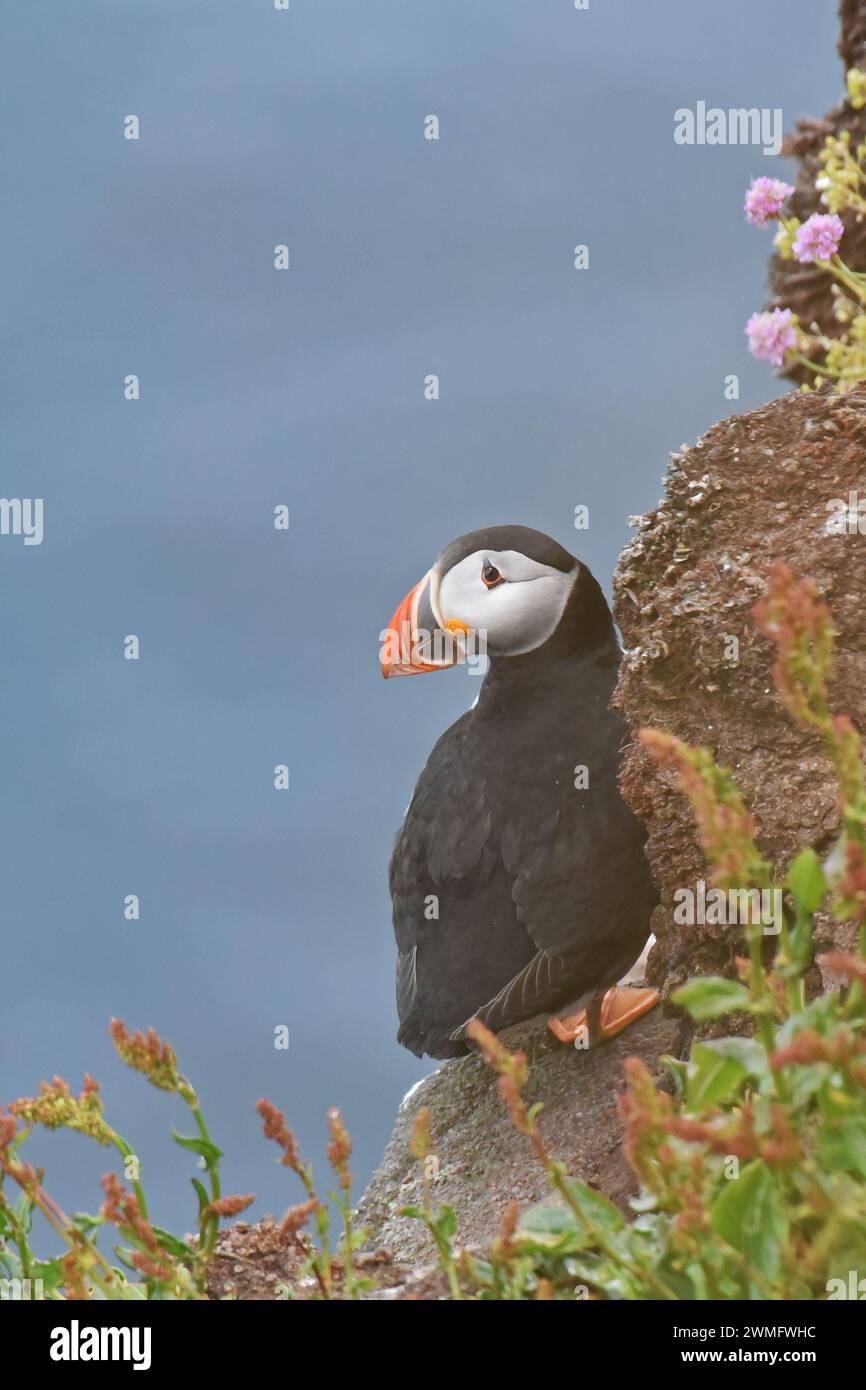 The Atlantic puffin (Fratercula arctica), also known as the common ...