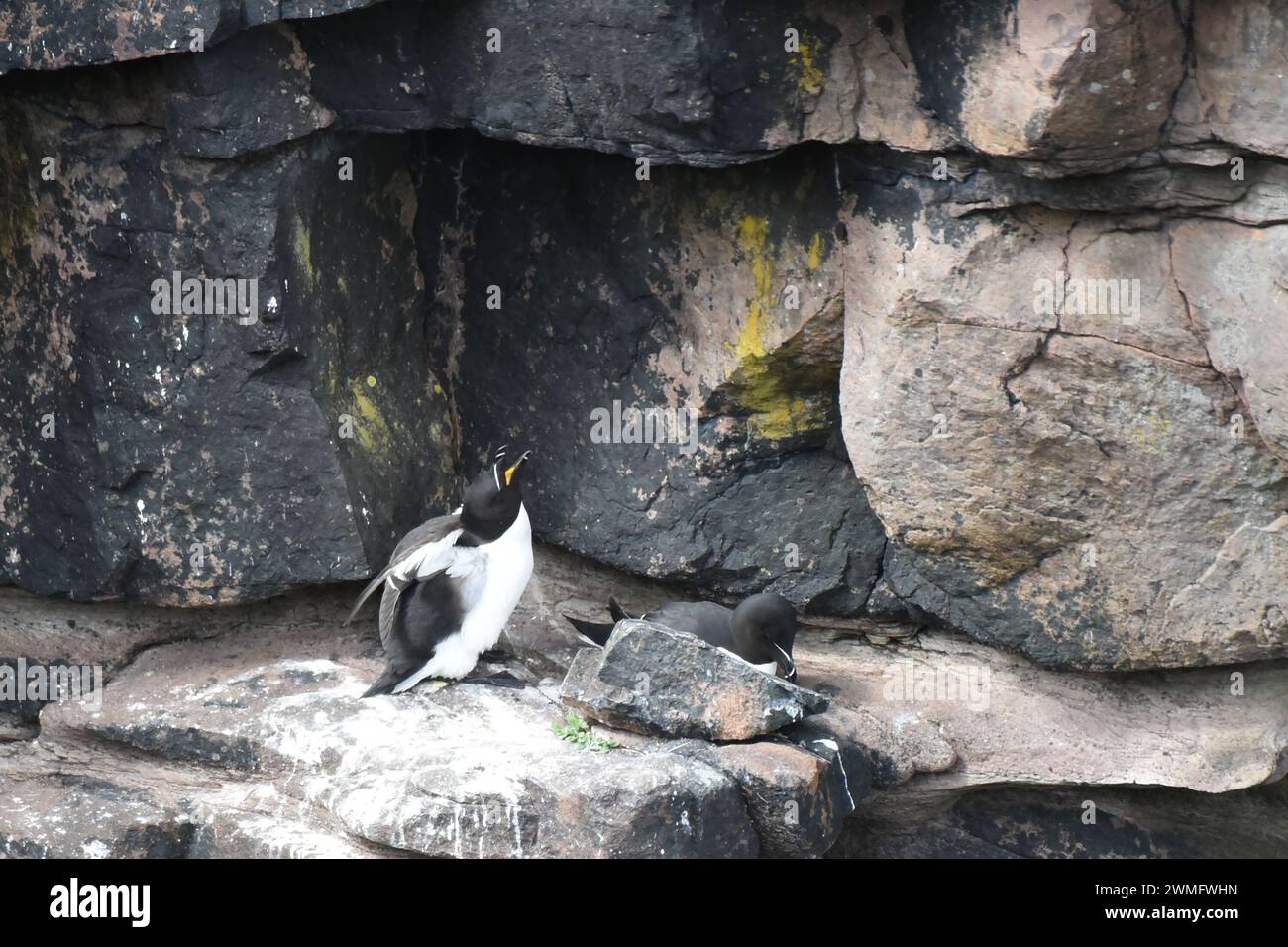 Scottish razorbill hi-res stock photography and images - Alamy