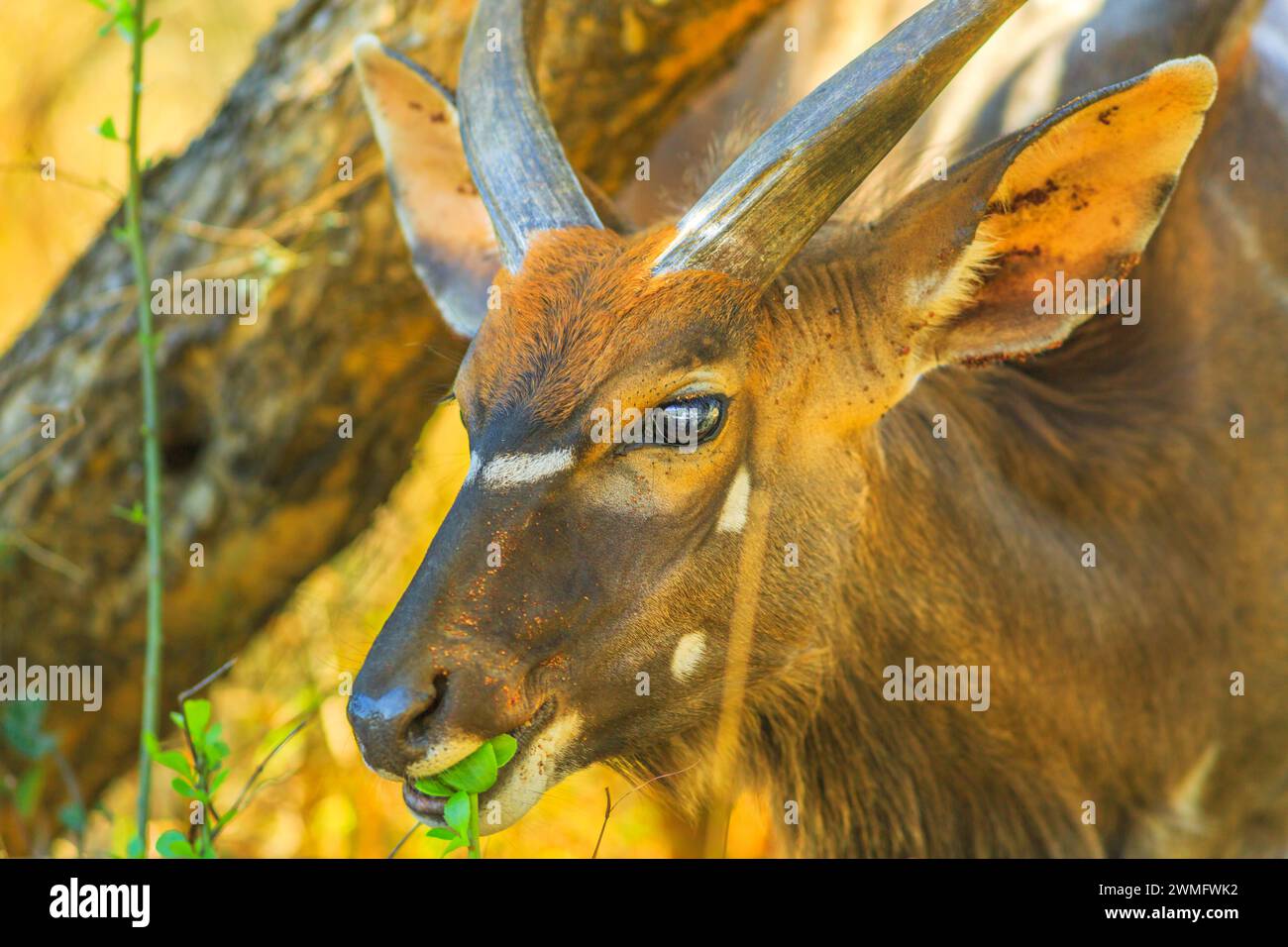 Portrait of young Nyala male, a species of antelope, eating, Tembe ...