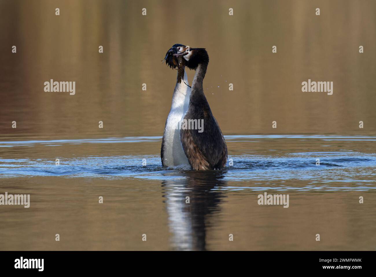 Great Crested Grebe (Podiceps cristatus) weed dancing Norfolk February ...