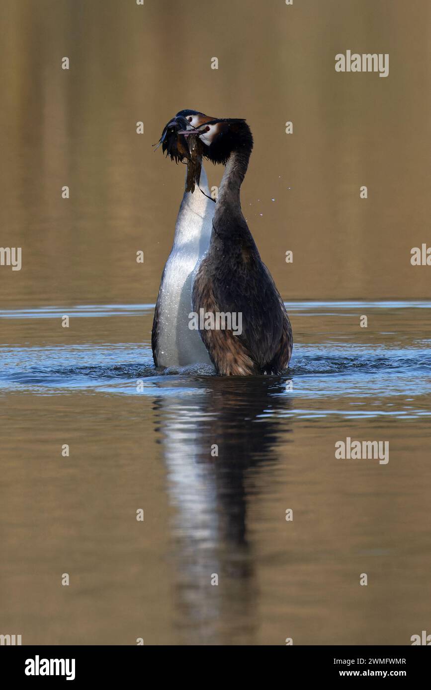 Weed dance hi-res stock photography and images - Alamy