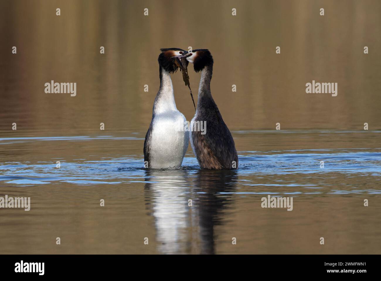 Great Crested Grebe (Podiceps cristatus) weed dancing Norfolk February ...