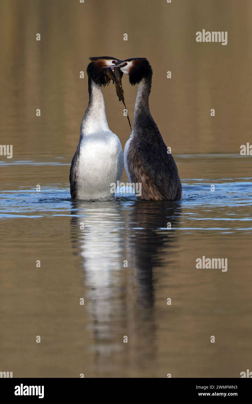 Great Crested Grebe (Podiceps cristatus) weed dancing Norfolk February ...