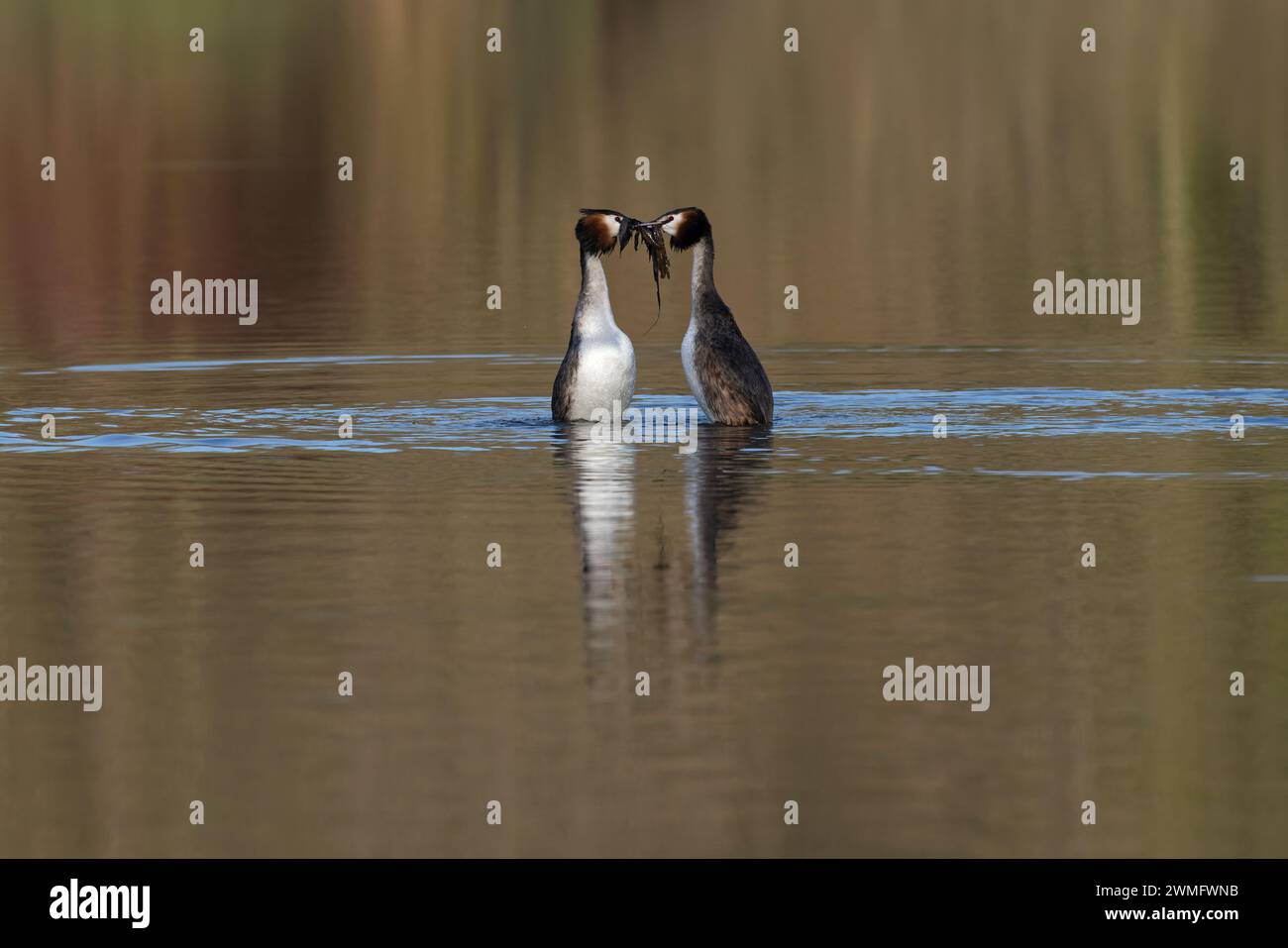Great Crested Grebe (Podiceps cristatus) weed dancing Norfolk February ...