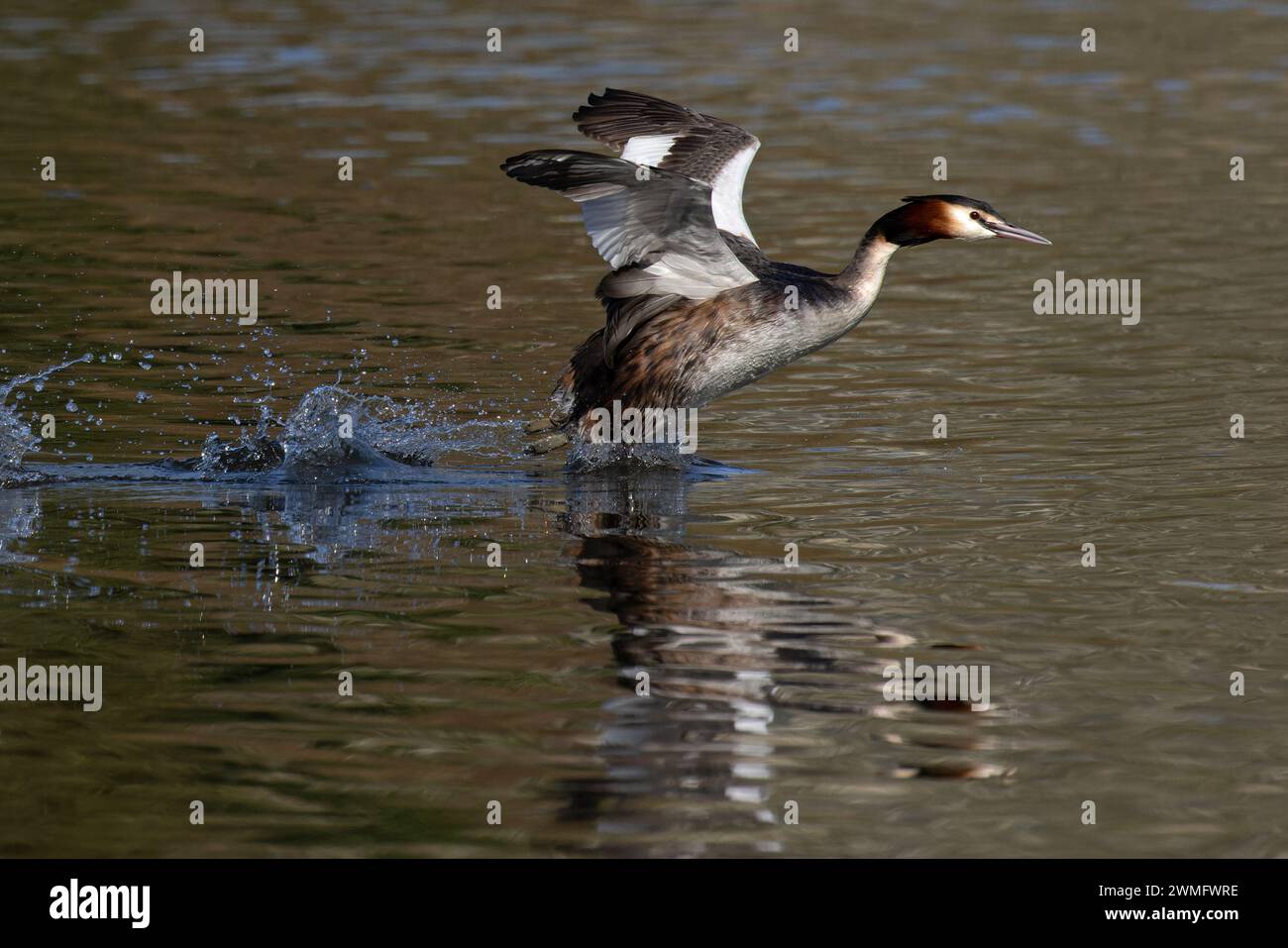Great Crested Grebe (Podiceps cristatus) flying & paddling along water ...