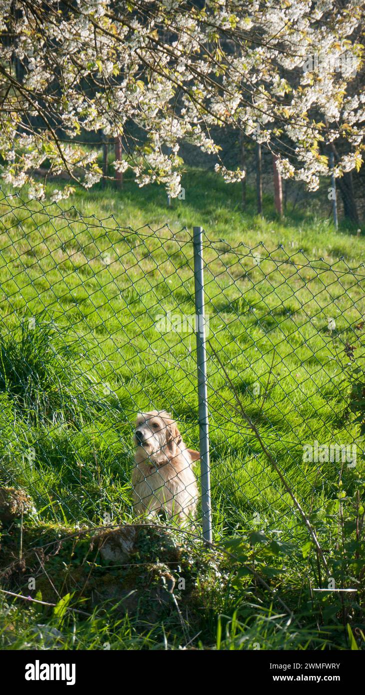 Dog behind fence Stock Photo - Alamy