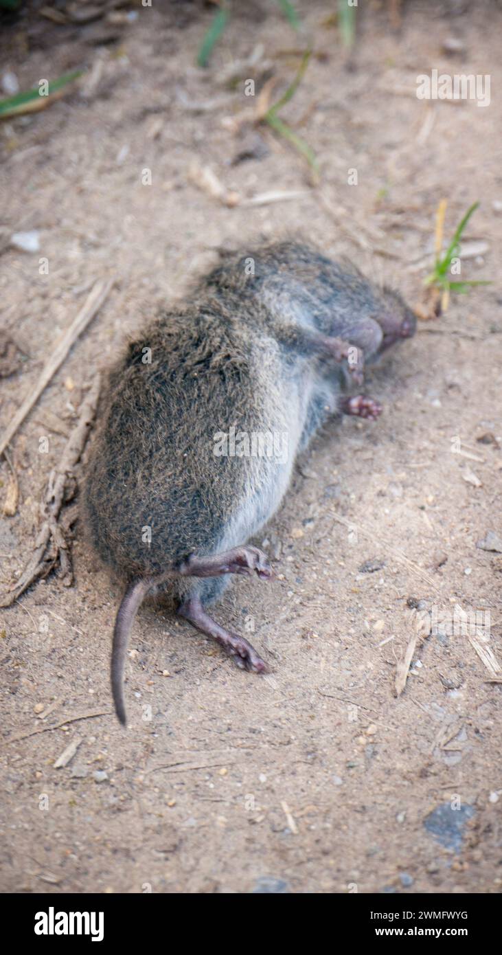 Dead rat hi-res stock photography and images - Alamy
