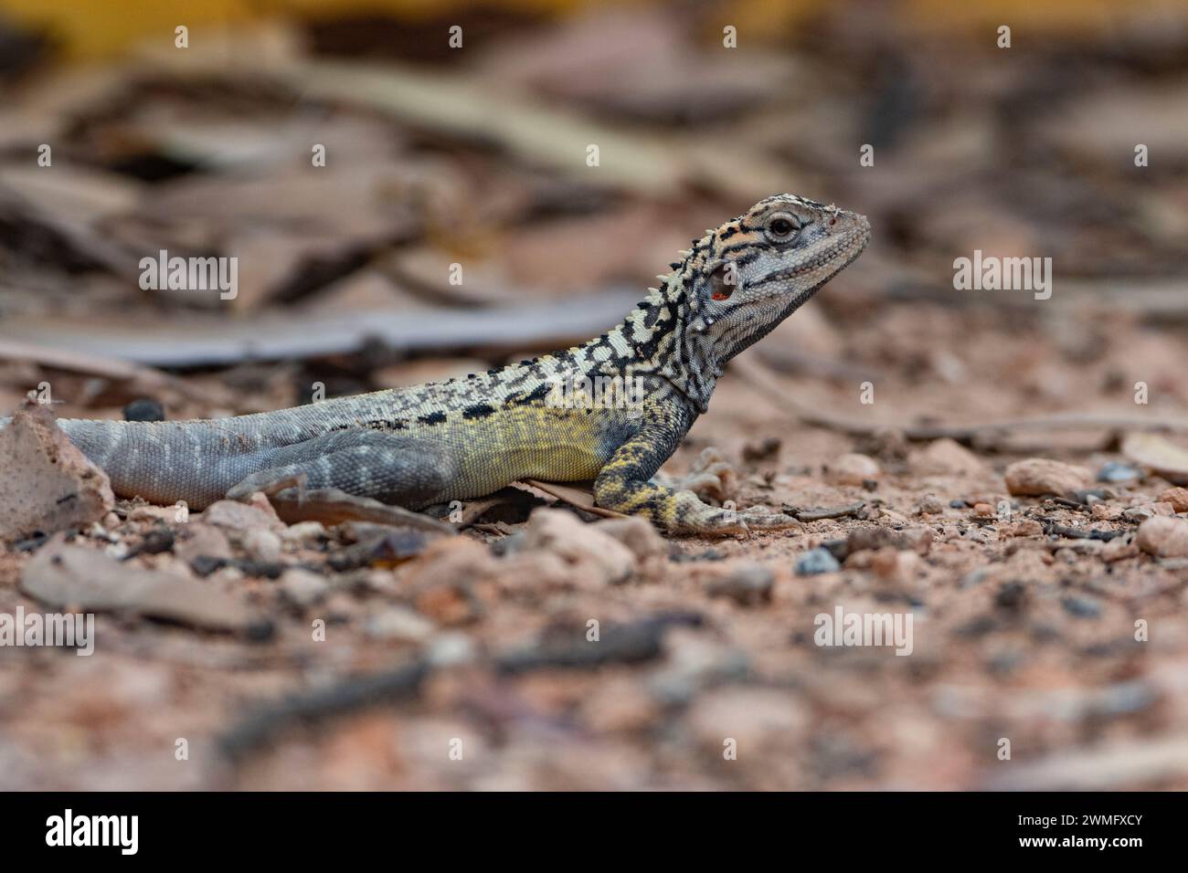 Dragon patterns hi-res stock photography and images - Alamy