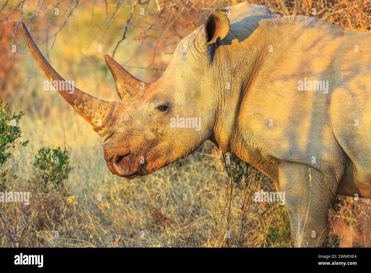 African safari. Details of horn of a White Rhinoceros male, side view ...