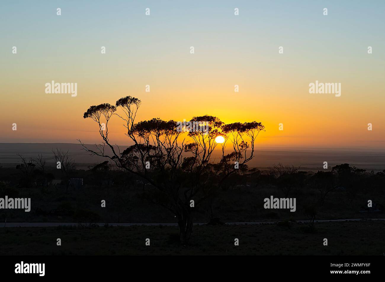 Trees silhouette at sunrise, Wattle Grove Rock, Wudinna, Eyre Peninsula ...