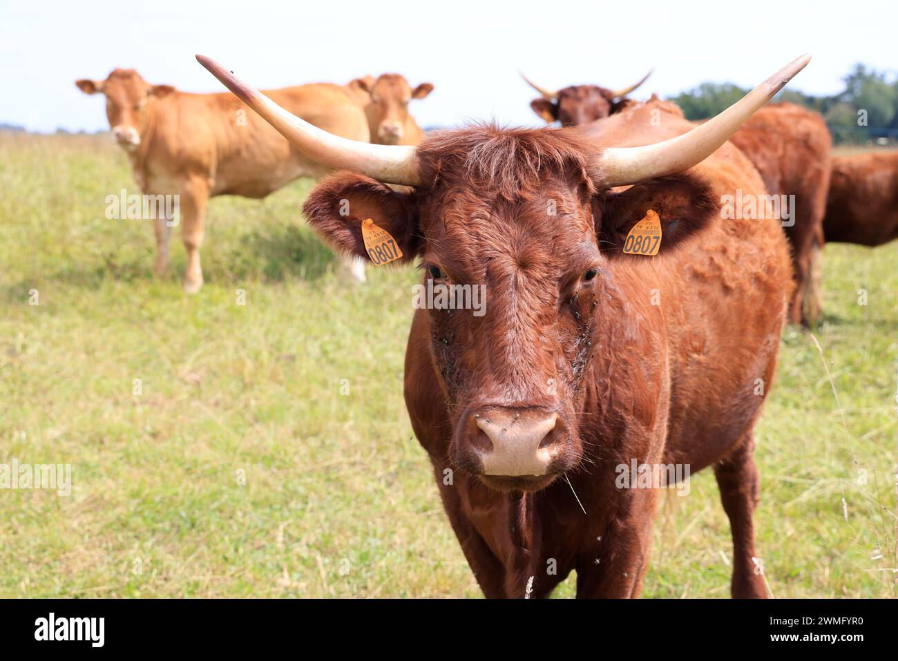 European union and cattle breeding hi-res stock photography and images ...
