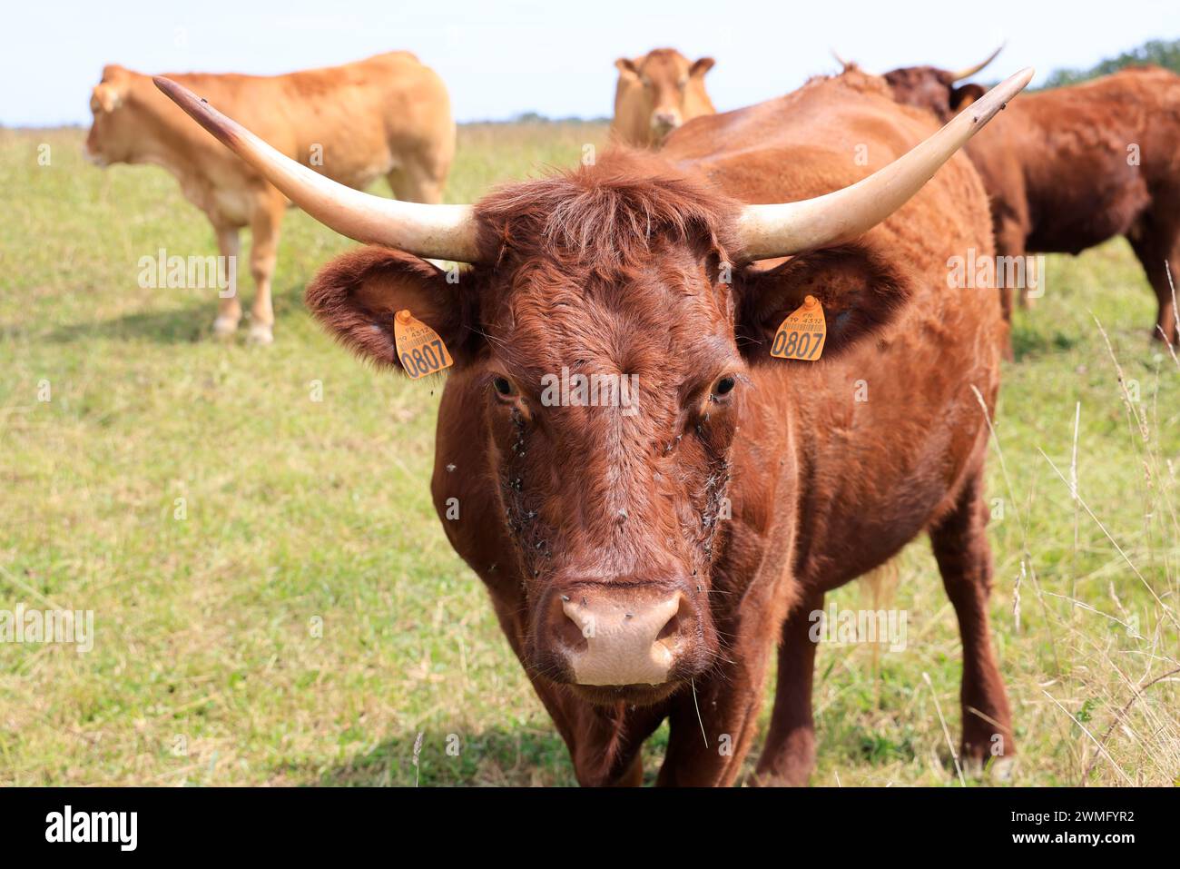 French Salers breed milk and meat cows characterized by their mahogany ...