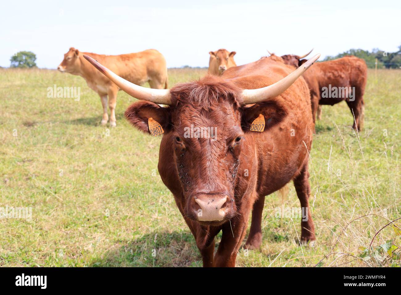 French Salers breed milk and meat cows characterized by their mahogany ...