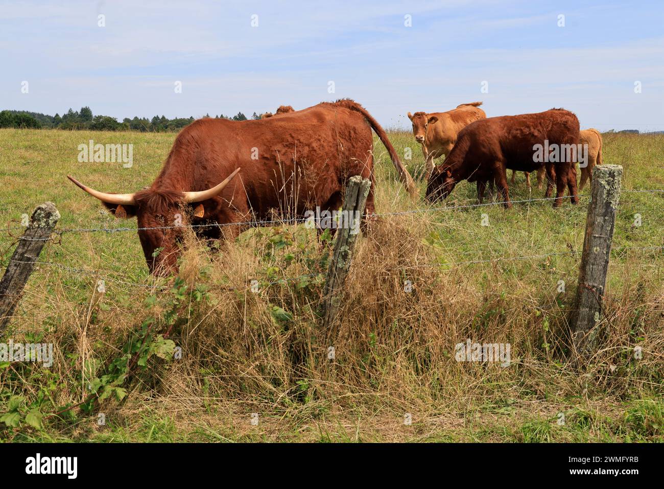 European union and cattle breeding hi-res stock photography and images ...