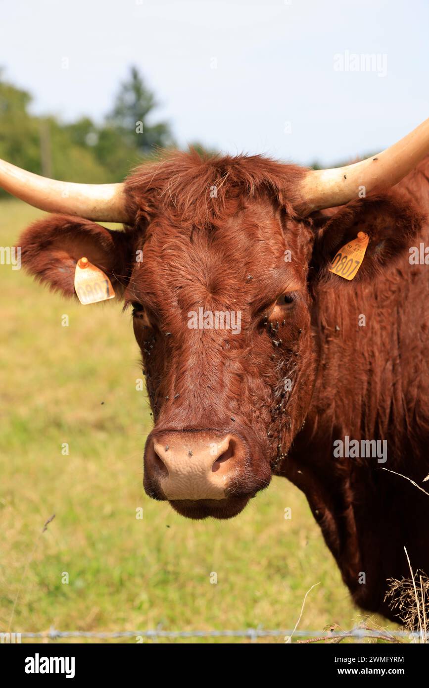 French Salers breed milk and meat cows characterized by their mahogany ...