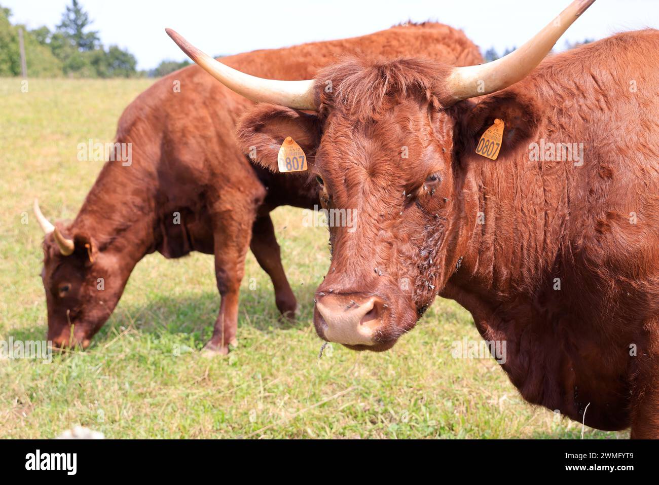European union and cattle breeding hi-res stock photography and images ...