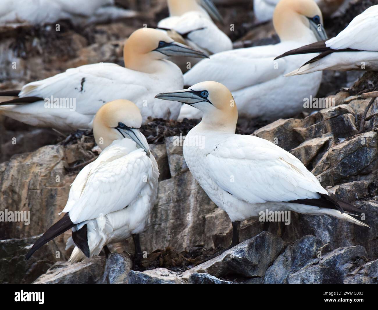 Northern Gannet Morus Bassanus Breeding Pair Stock Photo Alamy