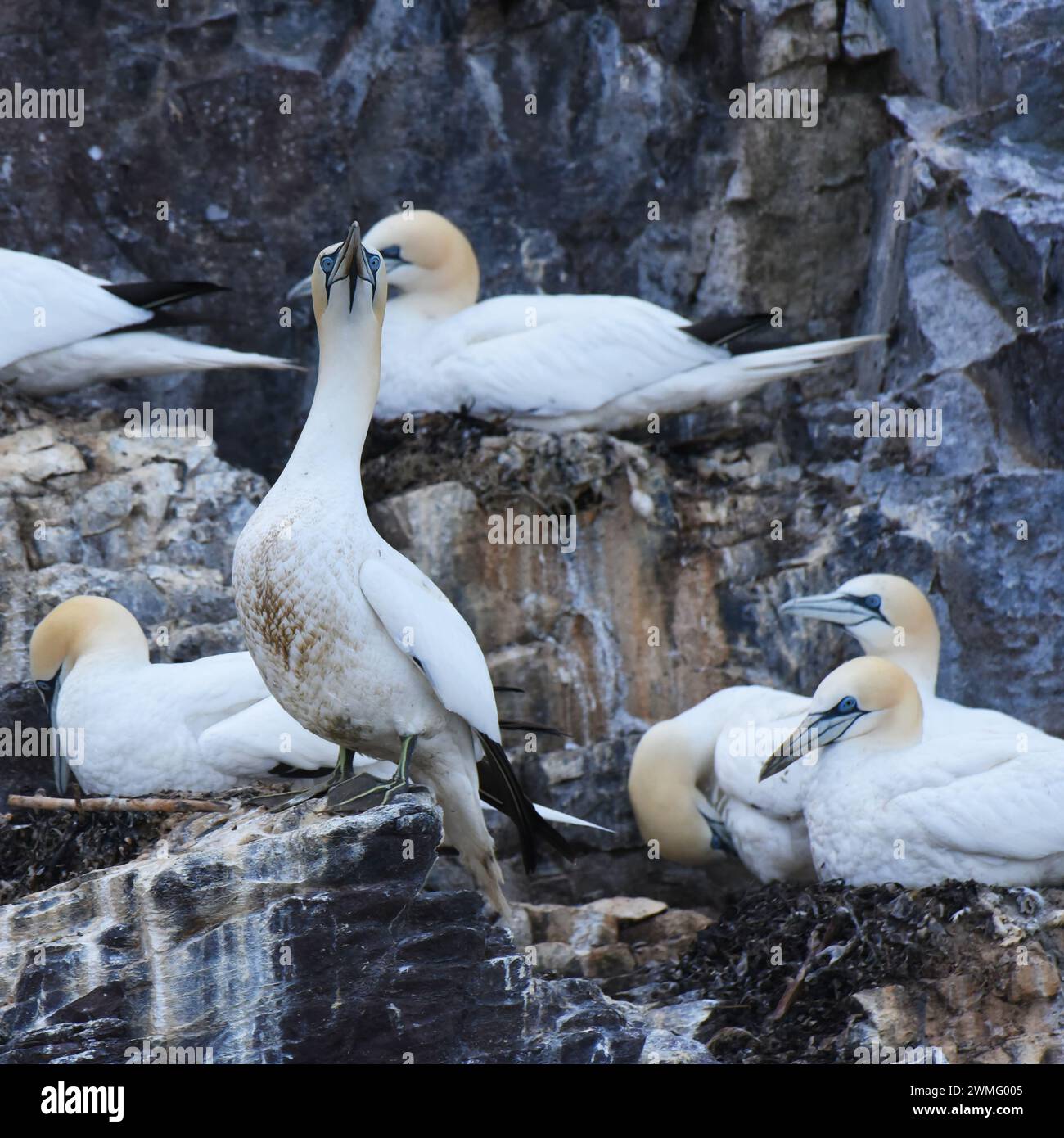 Morus bassanus conservation hi-res stock photography and images - Alamy